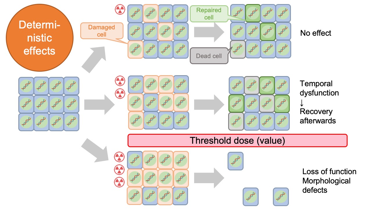 Impact on human health caused by exposure to radiation (Vol. 1) - わかり ...