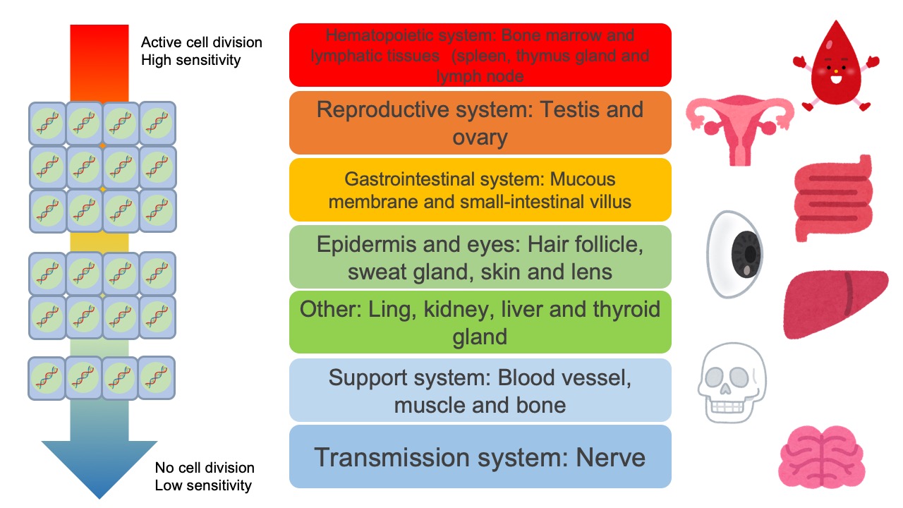Impact on human health caused by exposure to radiation (Vol. 2) - わかり ...