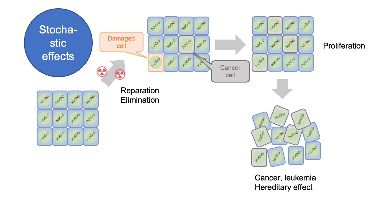 Impact on human health caused by exposure to radiation (Vol. 3) - わかり ...